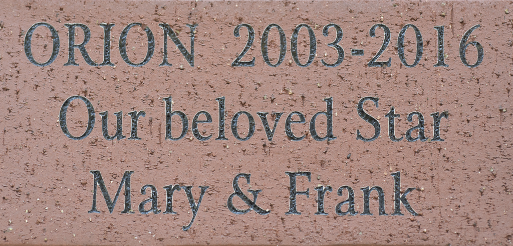 ORION 2003-2016 Our beloved Star Mary & Frank | School of Veterinary ...