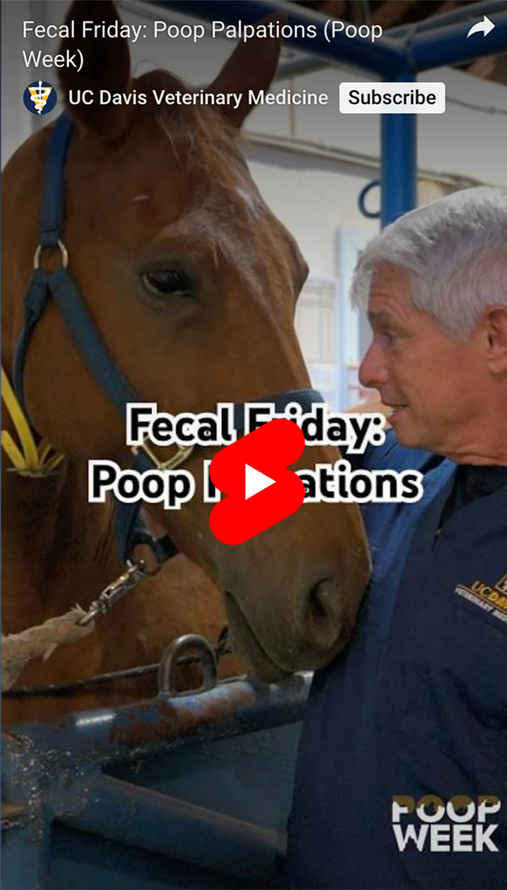 A Minute with Mark | School of Veterinary Medicine